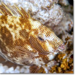 Marbled Spinefoot ensconced in a nook on the seabed