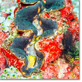 Fluted Giant Clam engulfed by a Red Sea Sponge