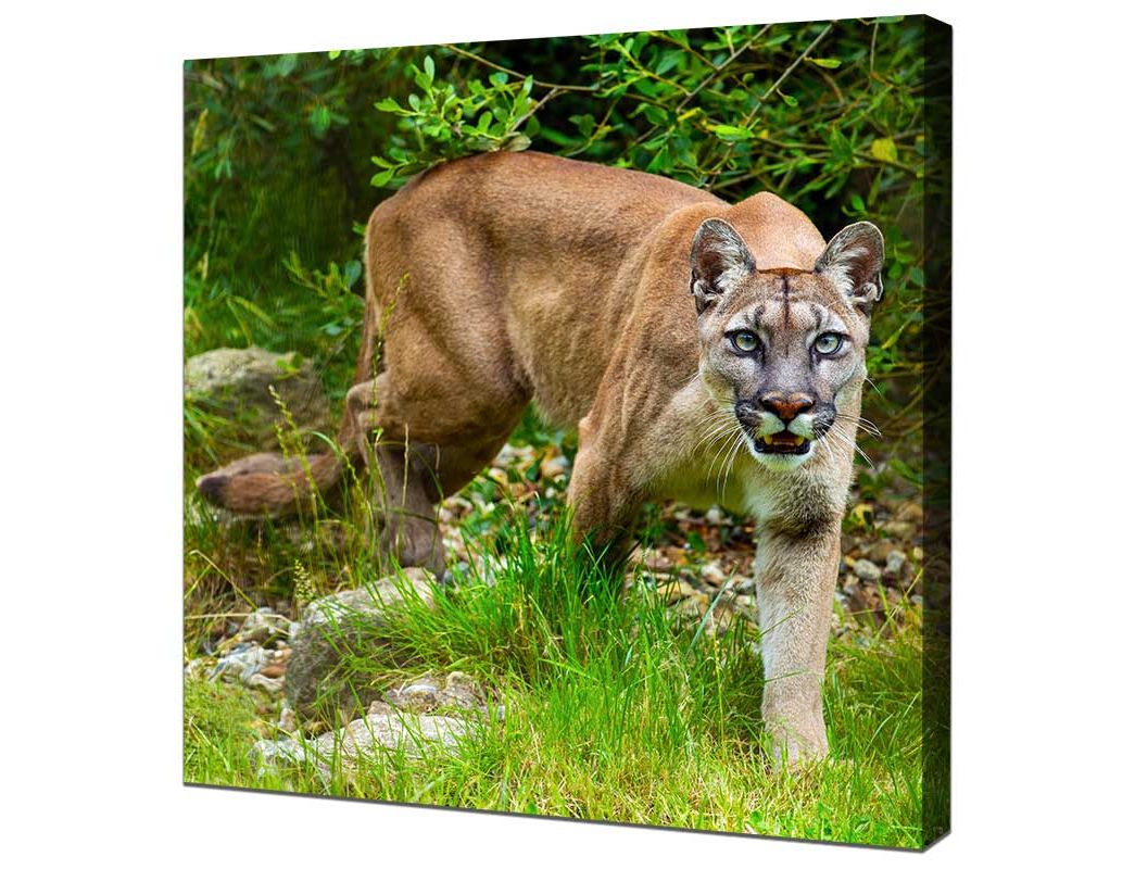 Puma hunting